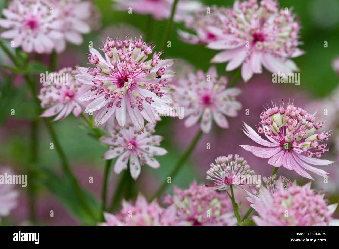 Astrantia Major High Resolution Stock Photography and Images - Alamy