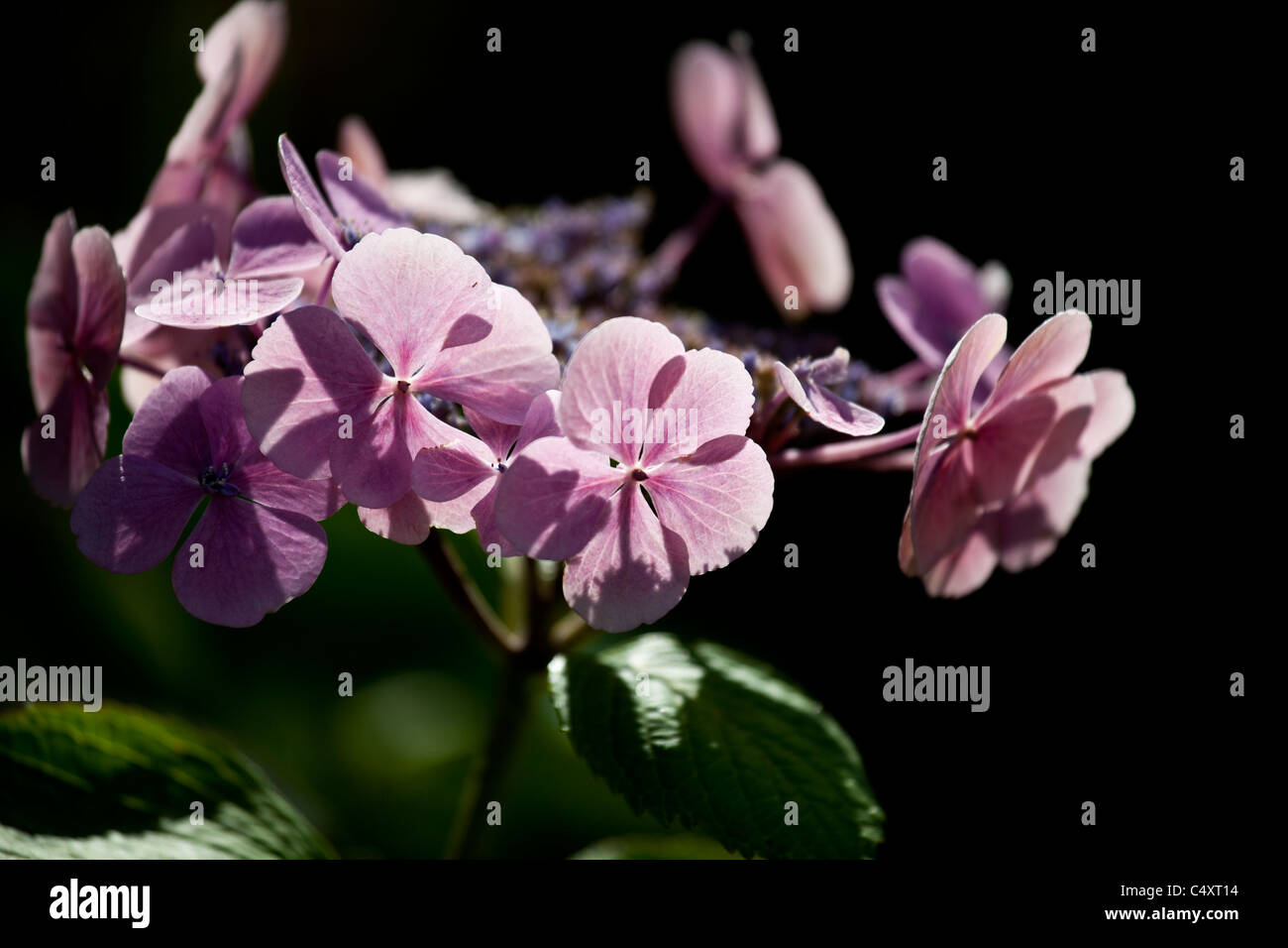 Hydrangia High Resolution Stock Photography and Images - Alamy