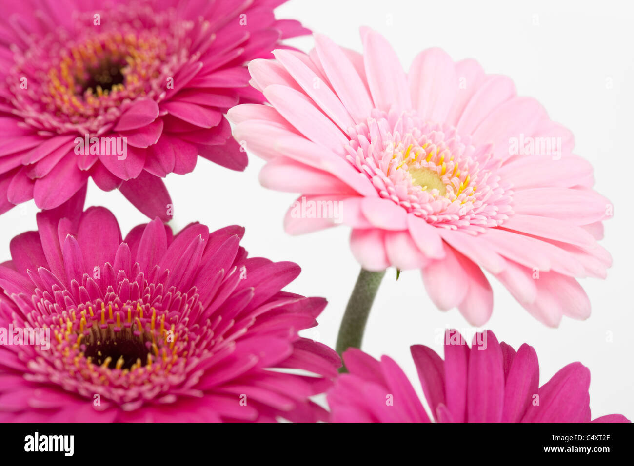 Pink Gerbera Flowers Stock Photo - Alamy