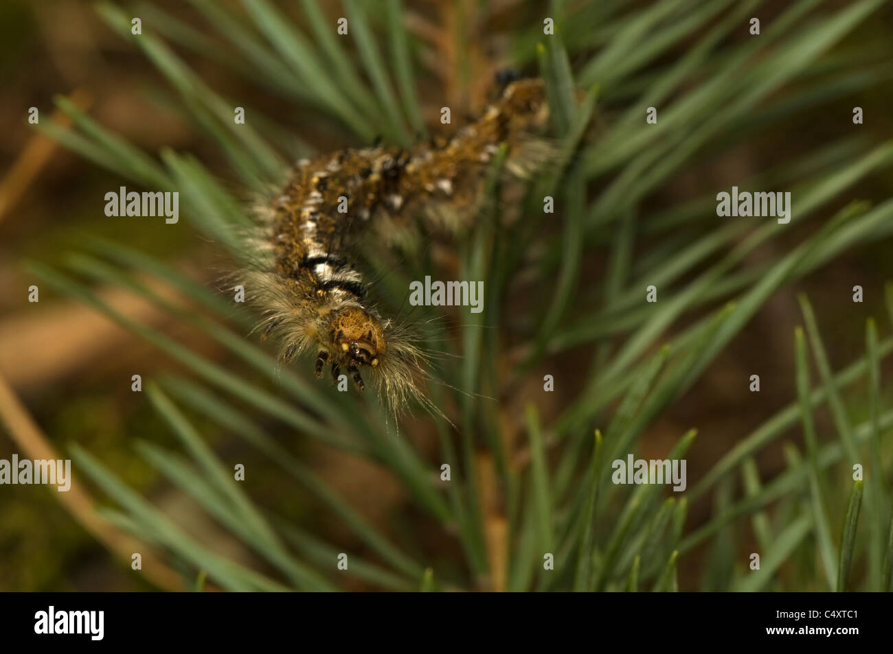 Dendrolimus hi-res stock photography and images - Alamy