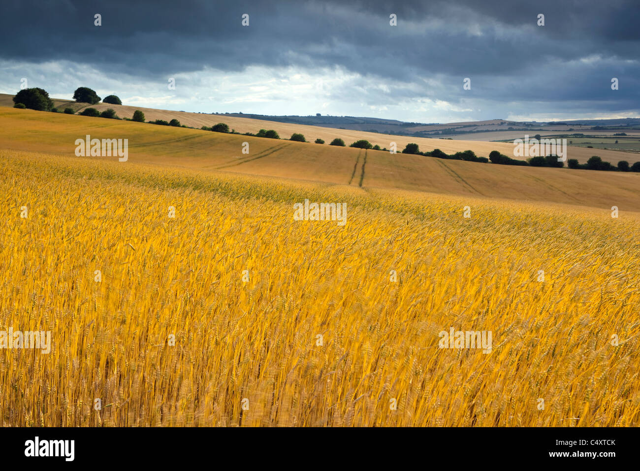 Cornfield corn field hi-res stock photography and images - Alamy