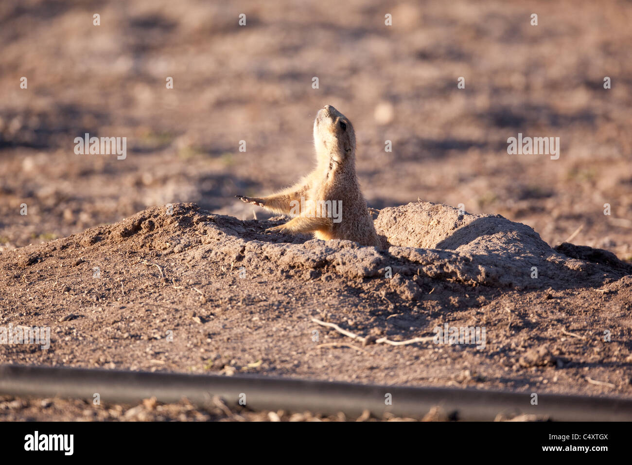 Prairie dog looks out of burrow at Independence Creek Nature Preserve ...