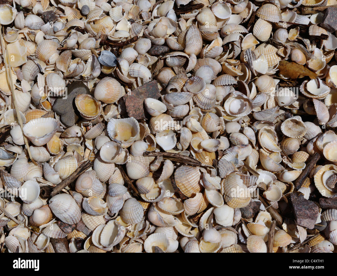 Kippford shells hi-res stock photography and images - Alamy