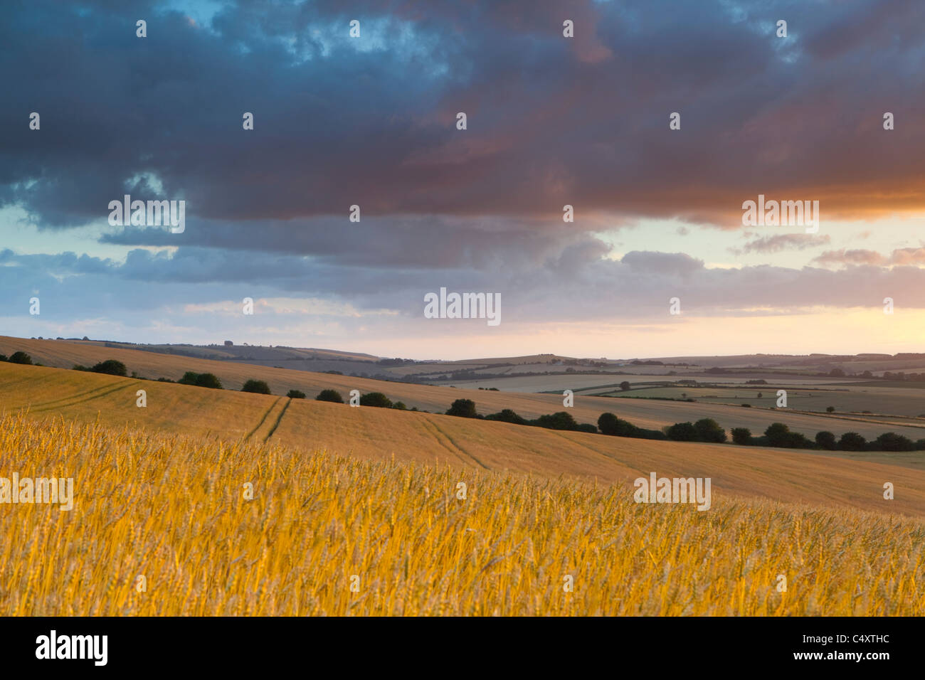 Cornfield corn field hi-res stock photography and images - Alamy