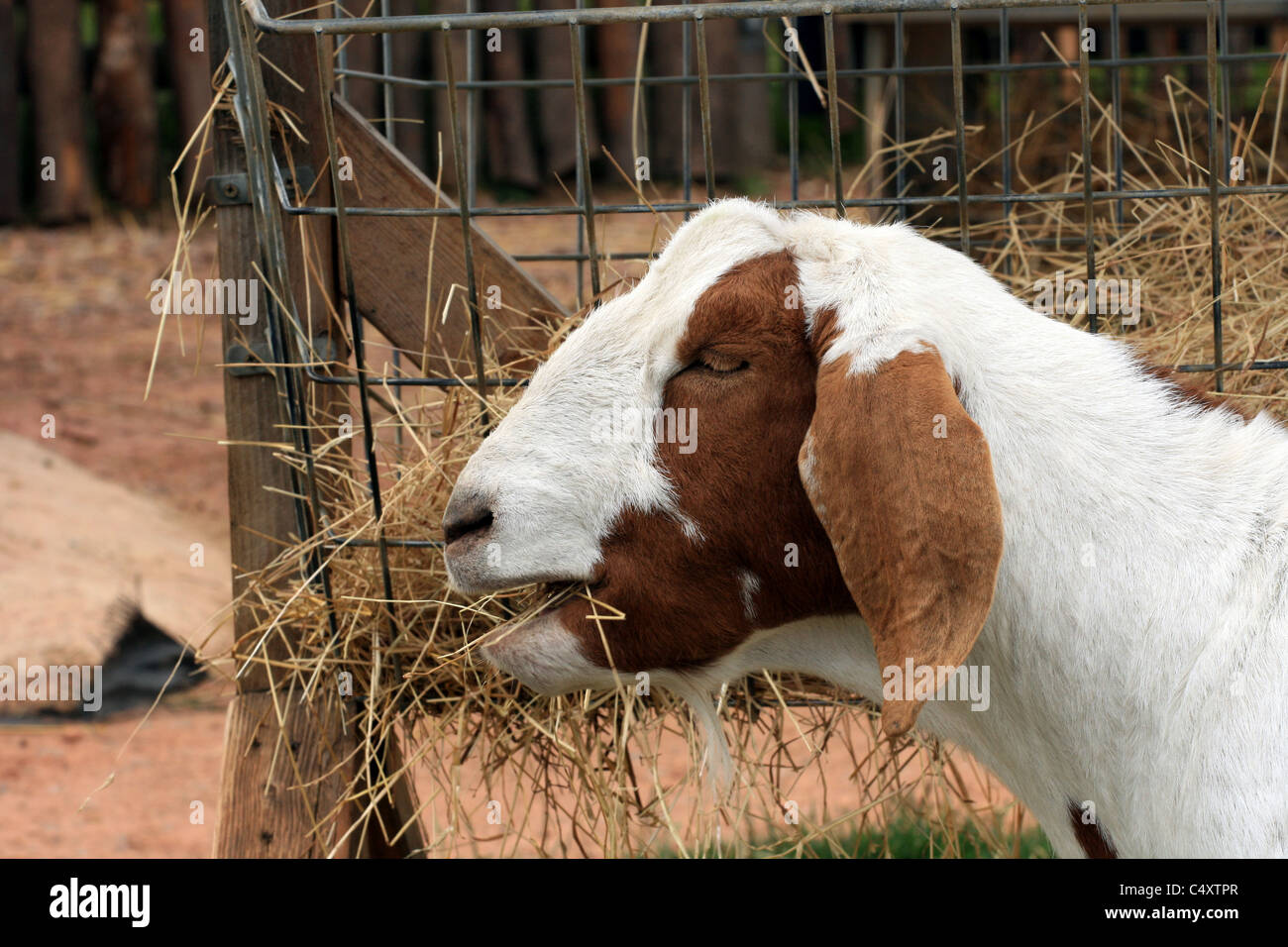 A brown and white domestic goat eating straw Stock Photo - Alamy