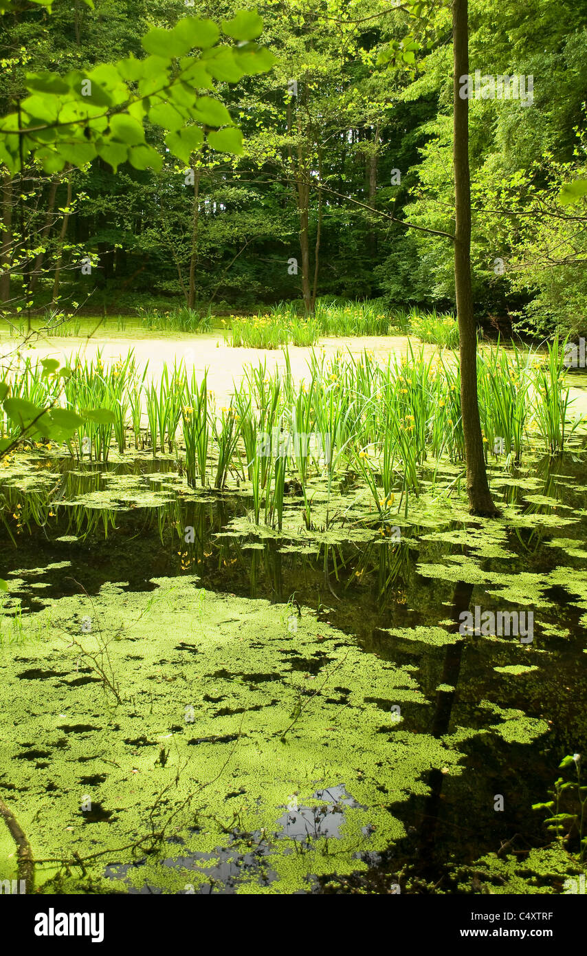 Green swamp ecosystem hi-res stock photography and images - Alamy