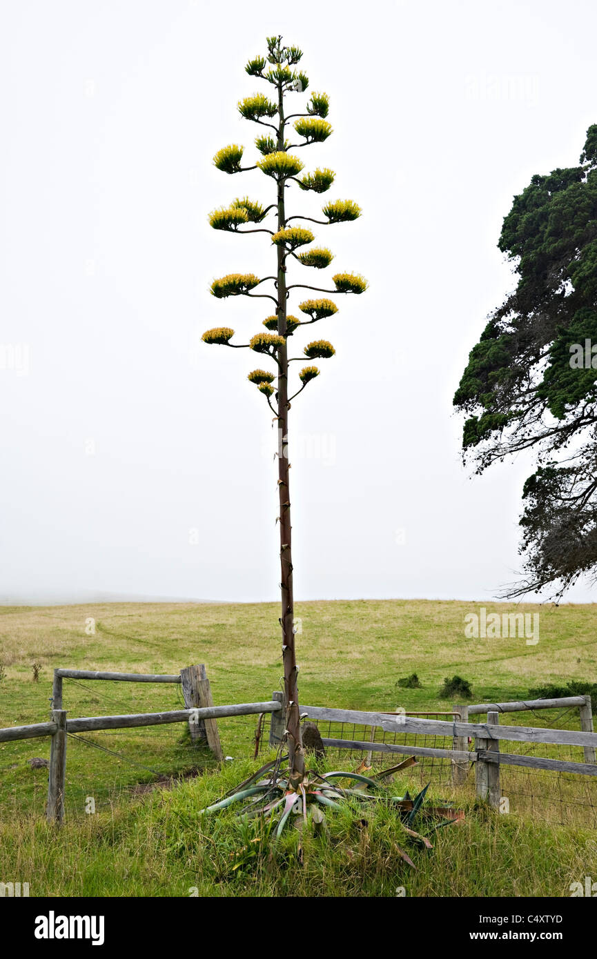 Agave rosette hi-res stock photography and images - Alamy