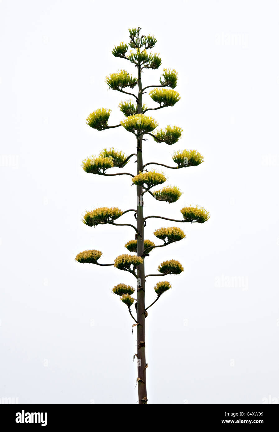 Agave rosette hi-res stock photography and images - Alamy