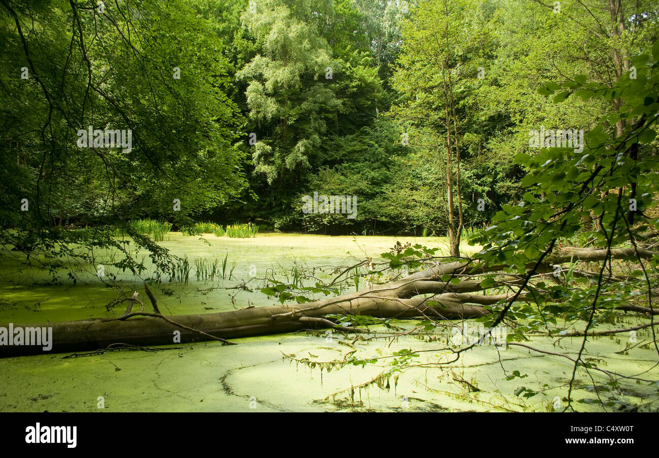 Green swamp ecosystem hi-res stock photography and images - Alamy