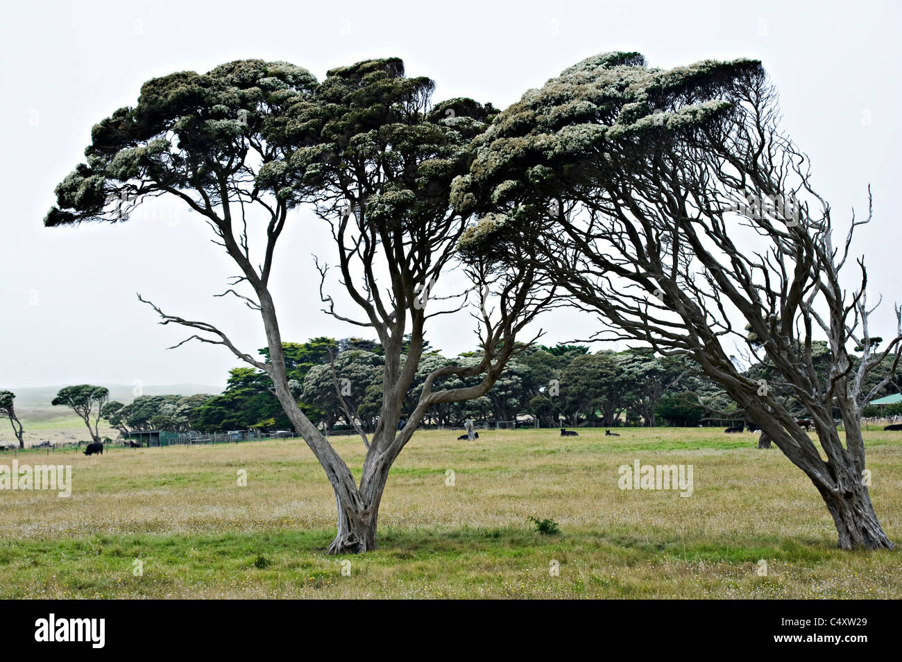 Wind swept trees hi-res stock photography and images - Alamy