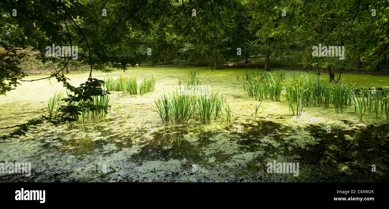 Green swamp ecosystem hi-res stock photography and images - Alamy