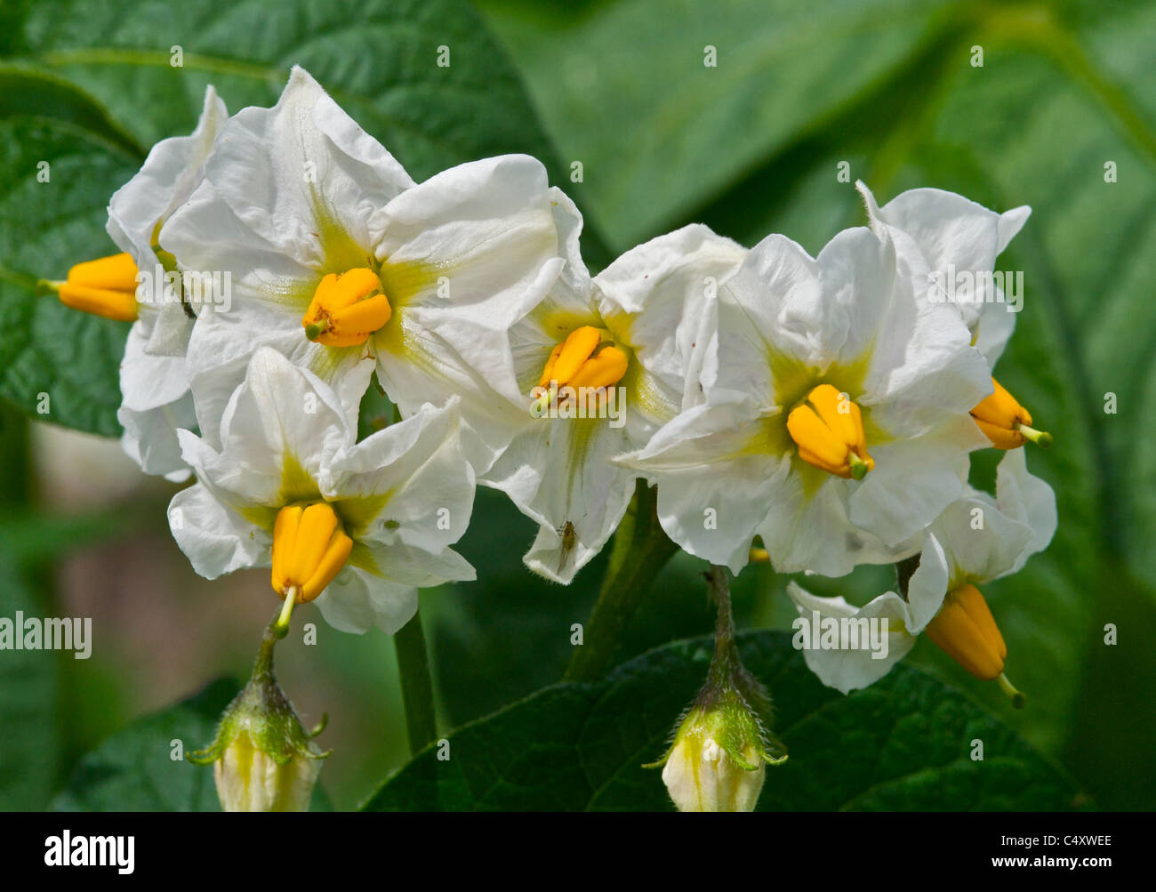 Potatoes growing in a cottage garden in flower Stock Photo - Alamy
