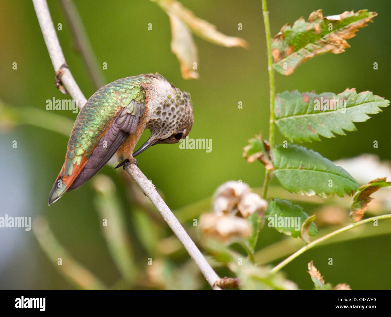 Rufous Hummingbird looking at his toes Stock Photo - Alamy