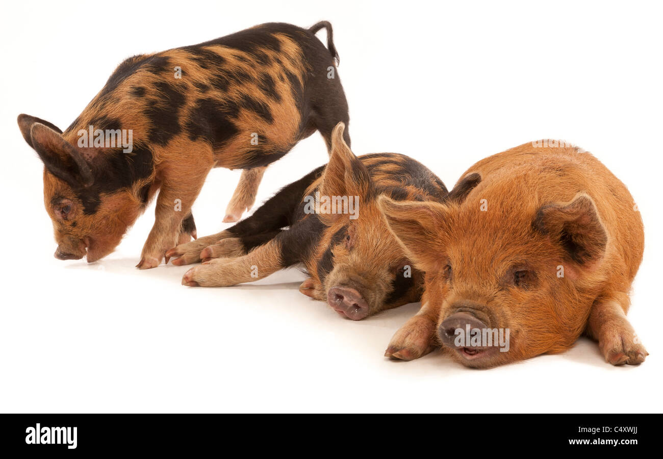 Three Micro Kune Kune piglets on a white back ground Stock Photo - Alamy