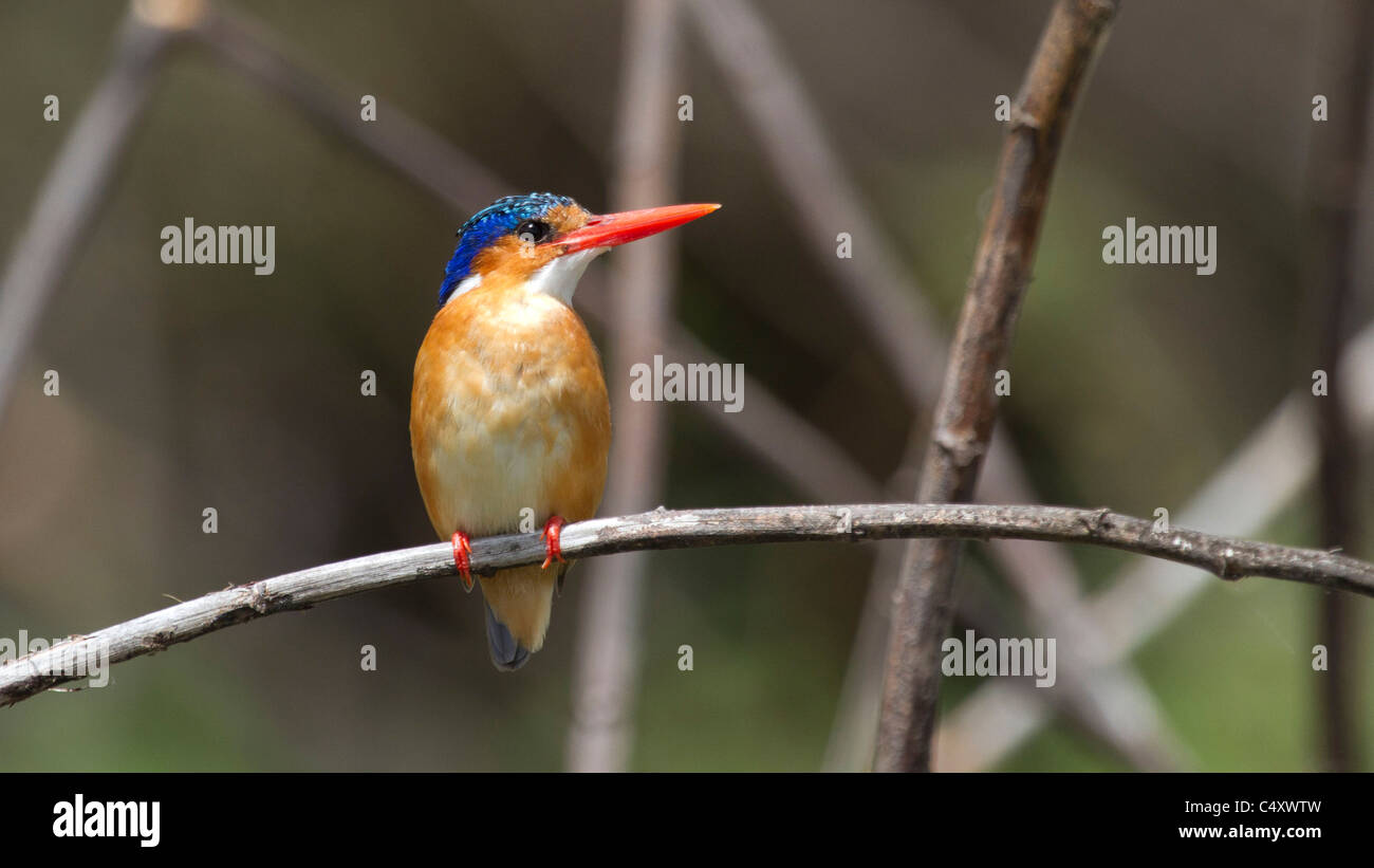 Malachite kingfisher lake naivasha Stock Photo - Alamy