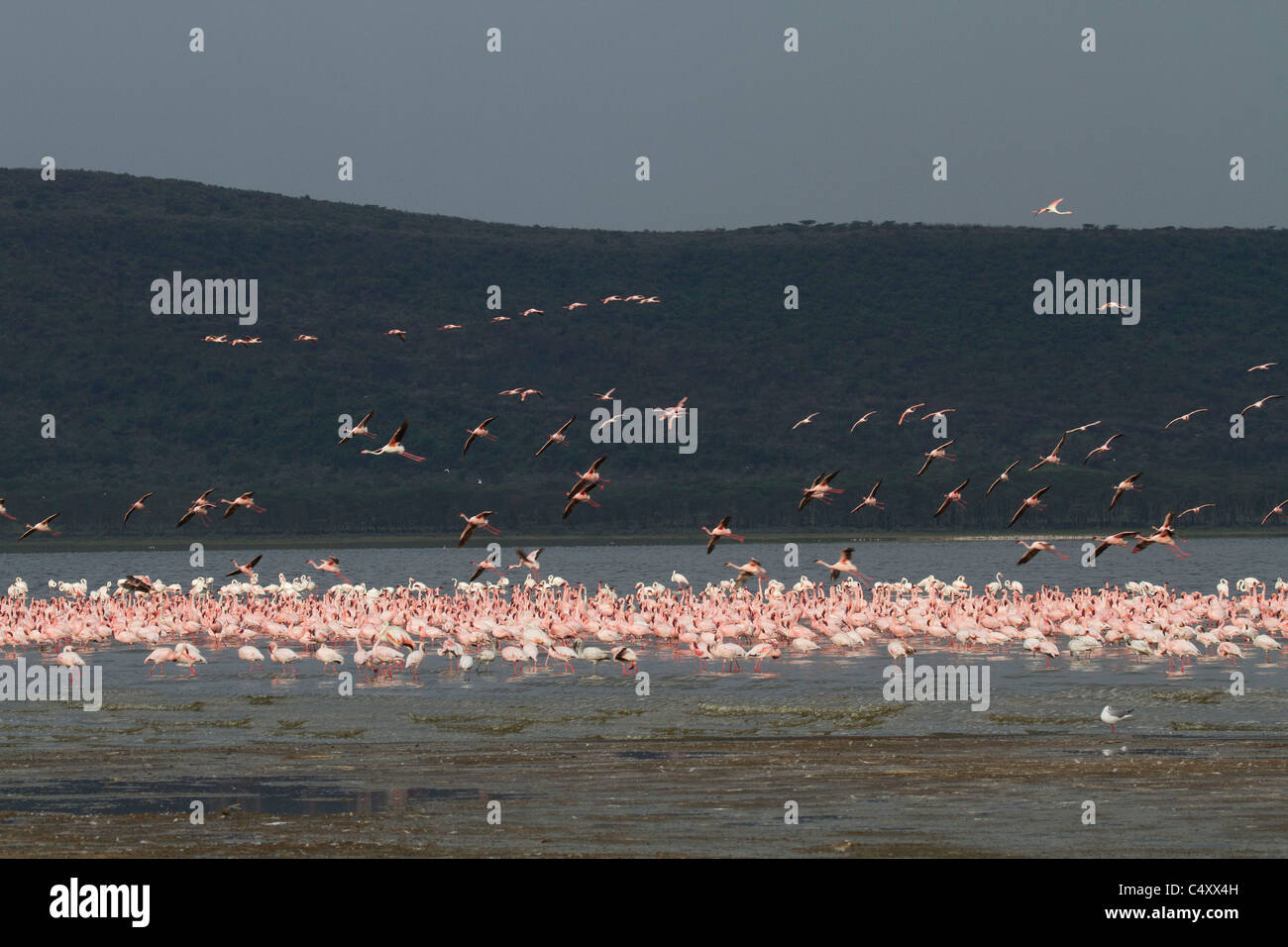 Greater and lesser flamingos flying over lake nakuru Stock Photo - Alamy