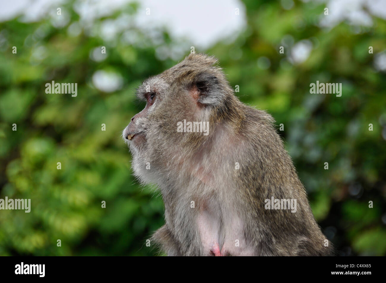 Profil d'un singe mauricien Stock Photo - Alamy