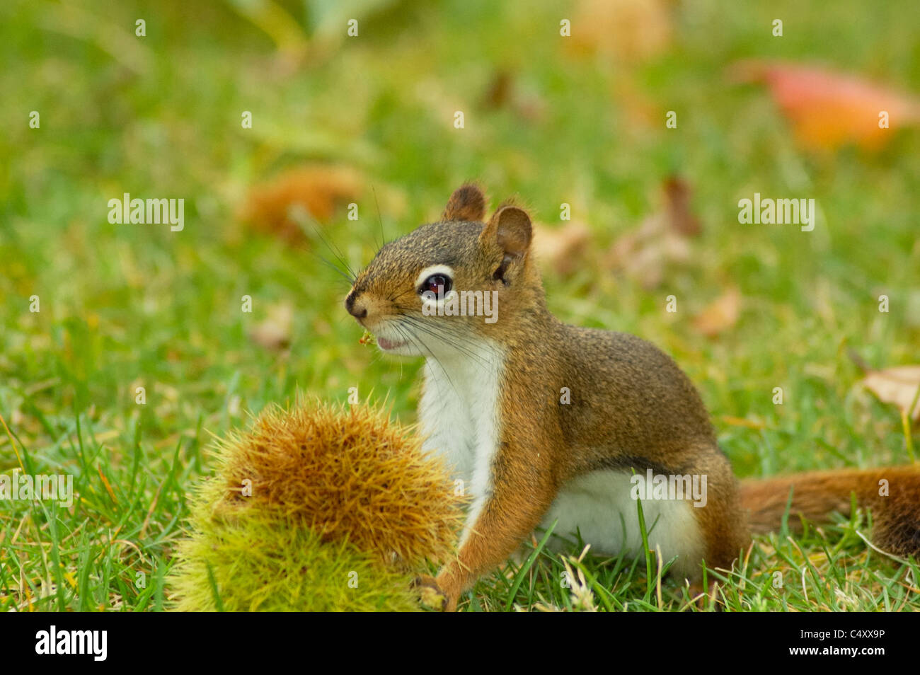 Squirrel gathers chestnuts for winter Stock Photo - Alamy