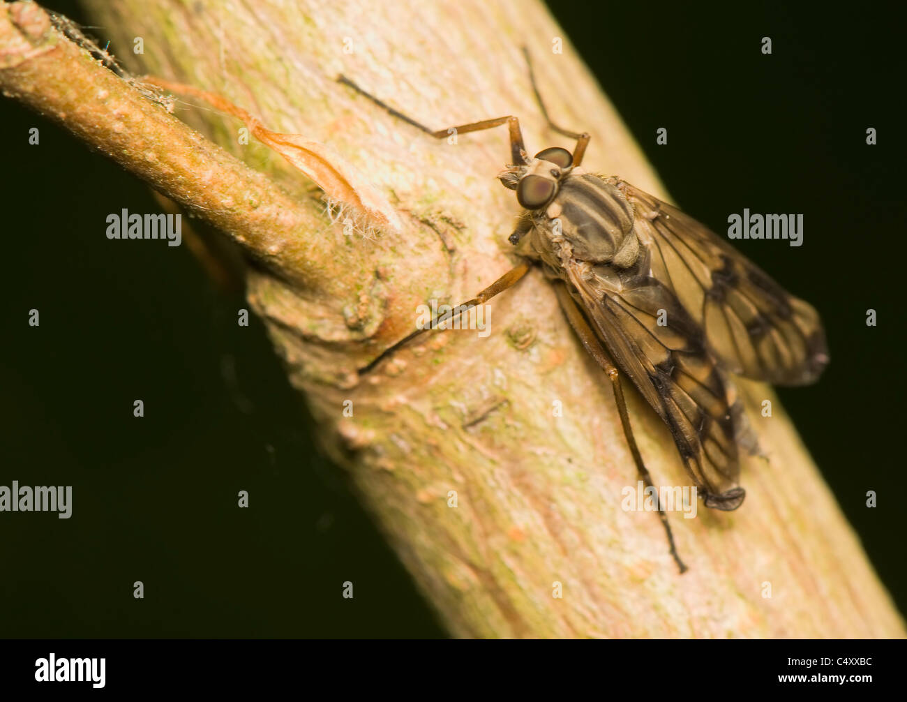 Rhagio scolopaceus hi-res stock photography and images - Alamy