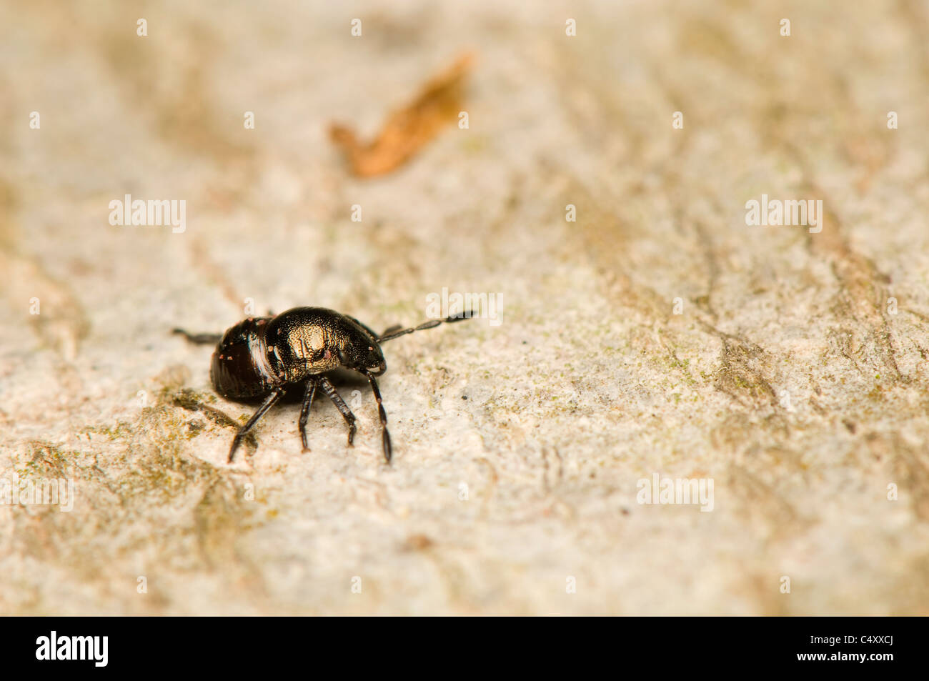 Grass bug nymph hi-res stock photography and images - Alamy