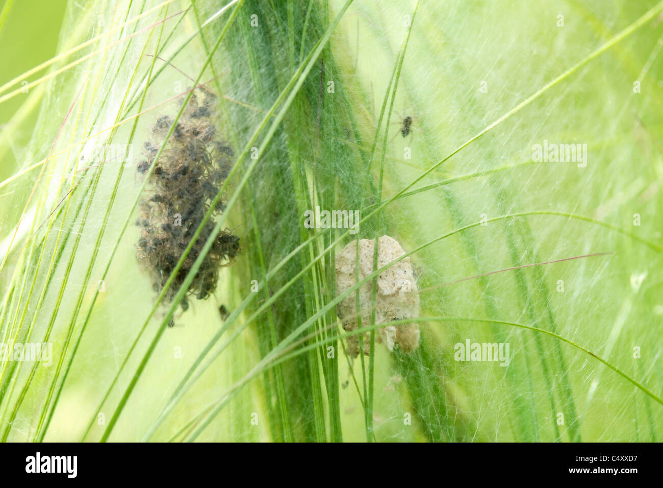 Spiderlings hi-res stock photography and images - Alamy