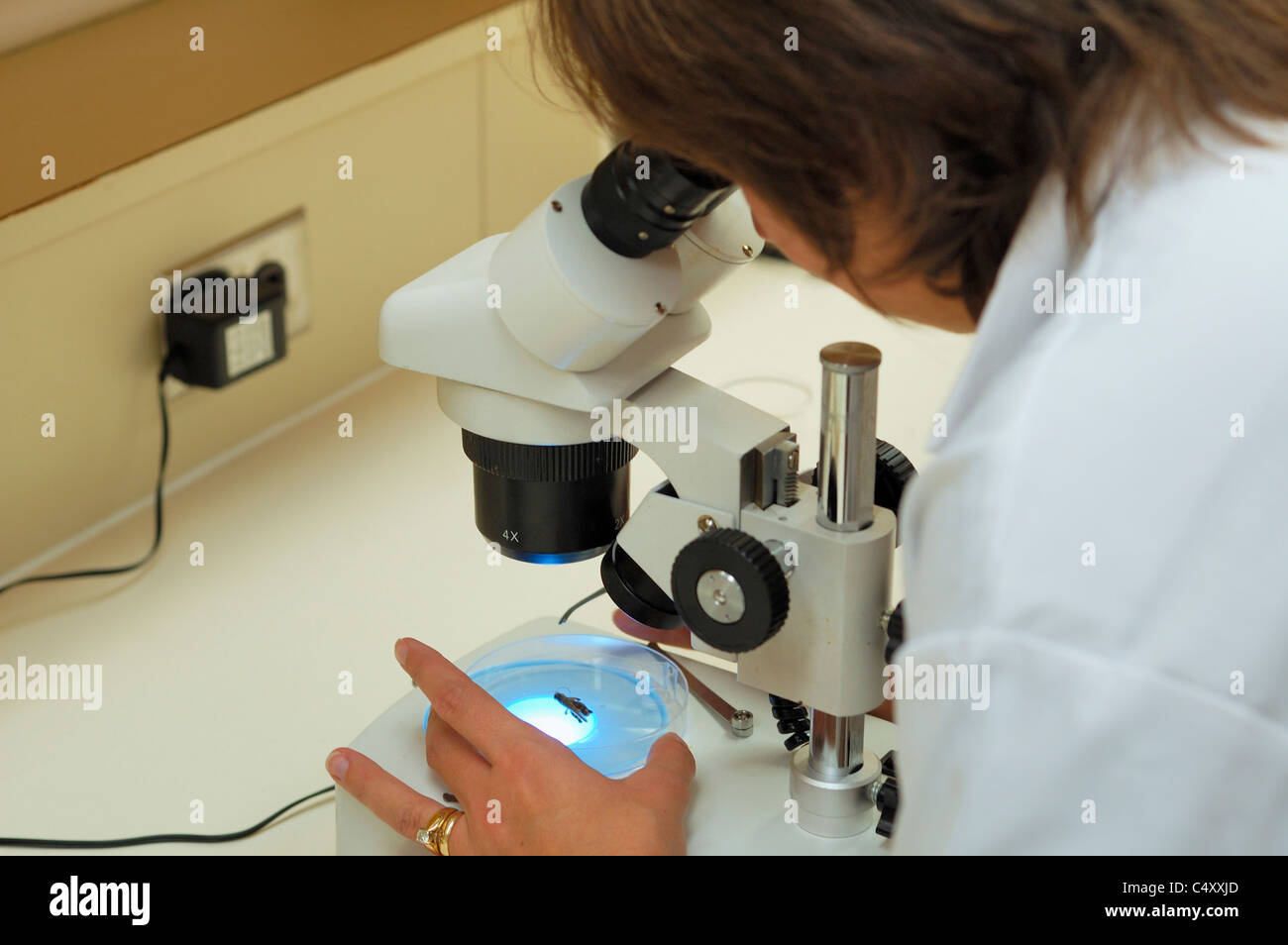 Biologist at microscope Stock Photo - Alamy