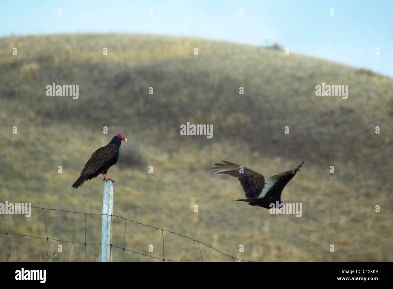 Pair of turkey vultures in the Canadian prairies Stock Photo - Alamy