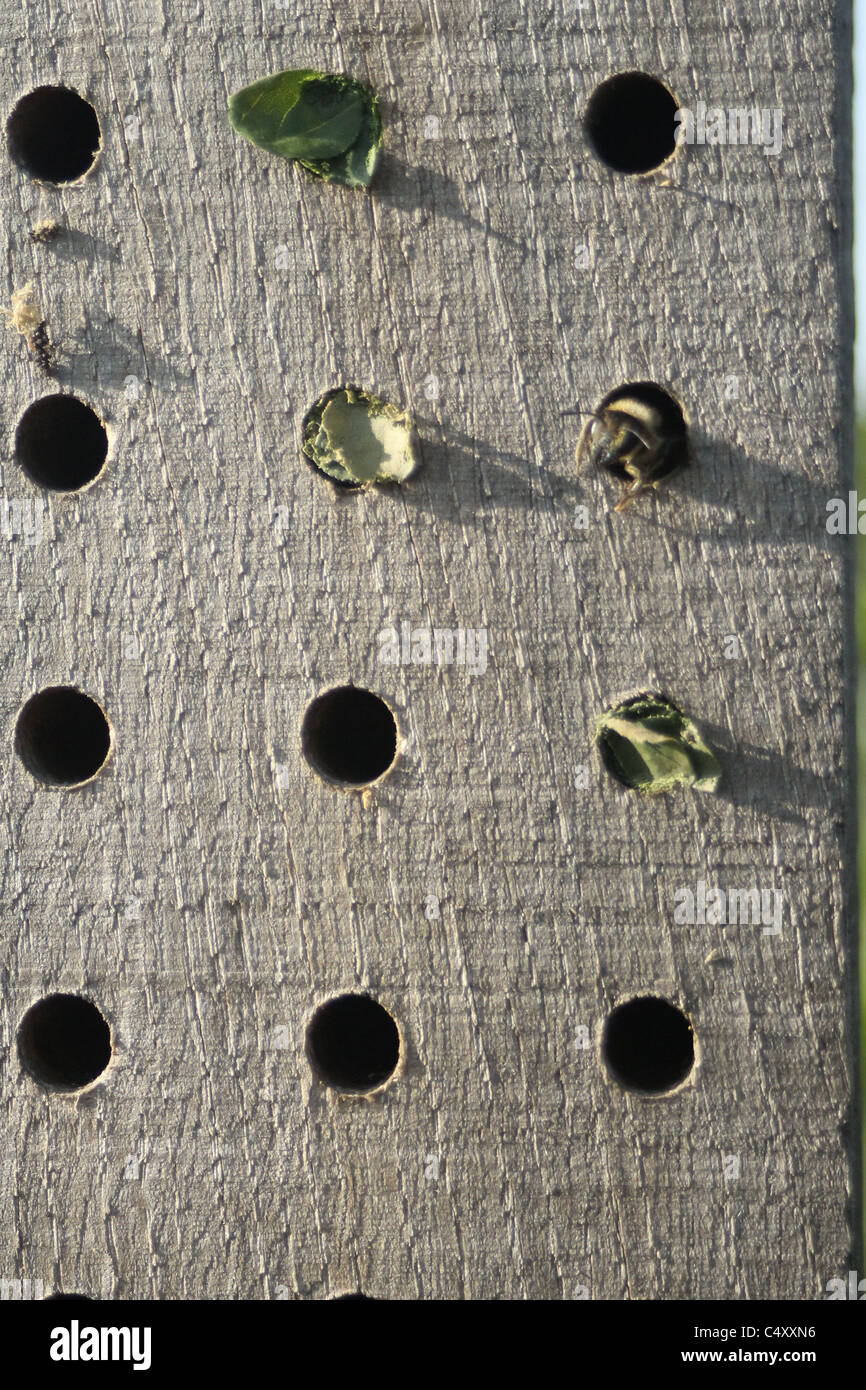 Leaf Cutter Bee emerging from hole in wood Stock Photo - Alamy