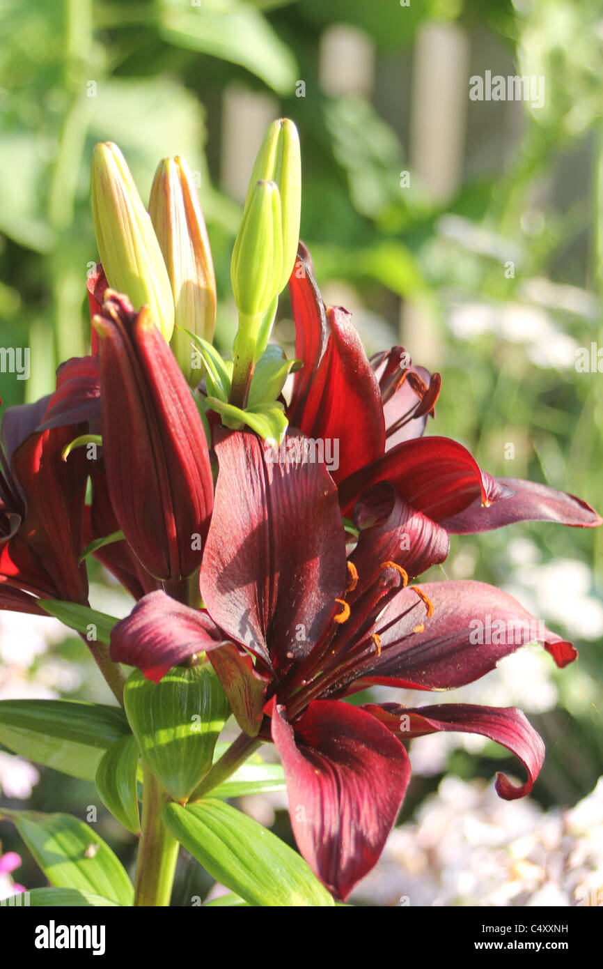 Red lillies hi-res stock photography and images - Alamy