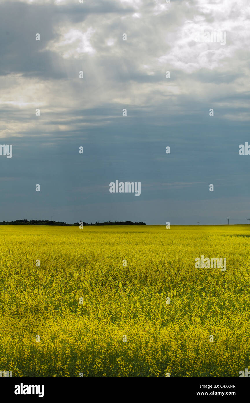 Canola fields in the Canadian prairies Stock Photo - Alamy