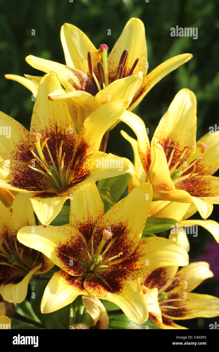 Yellow lillies hi-res stock photography and images - Alamy