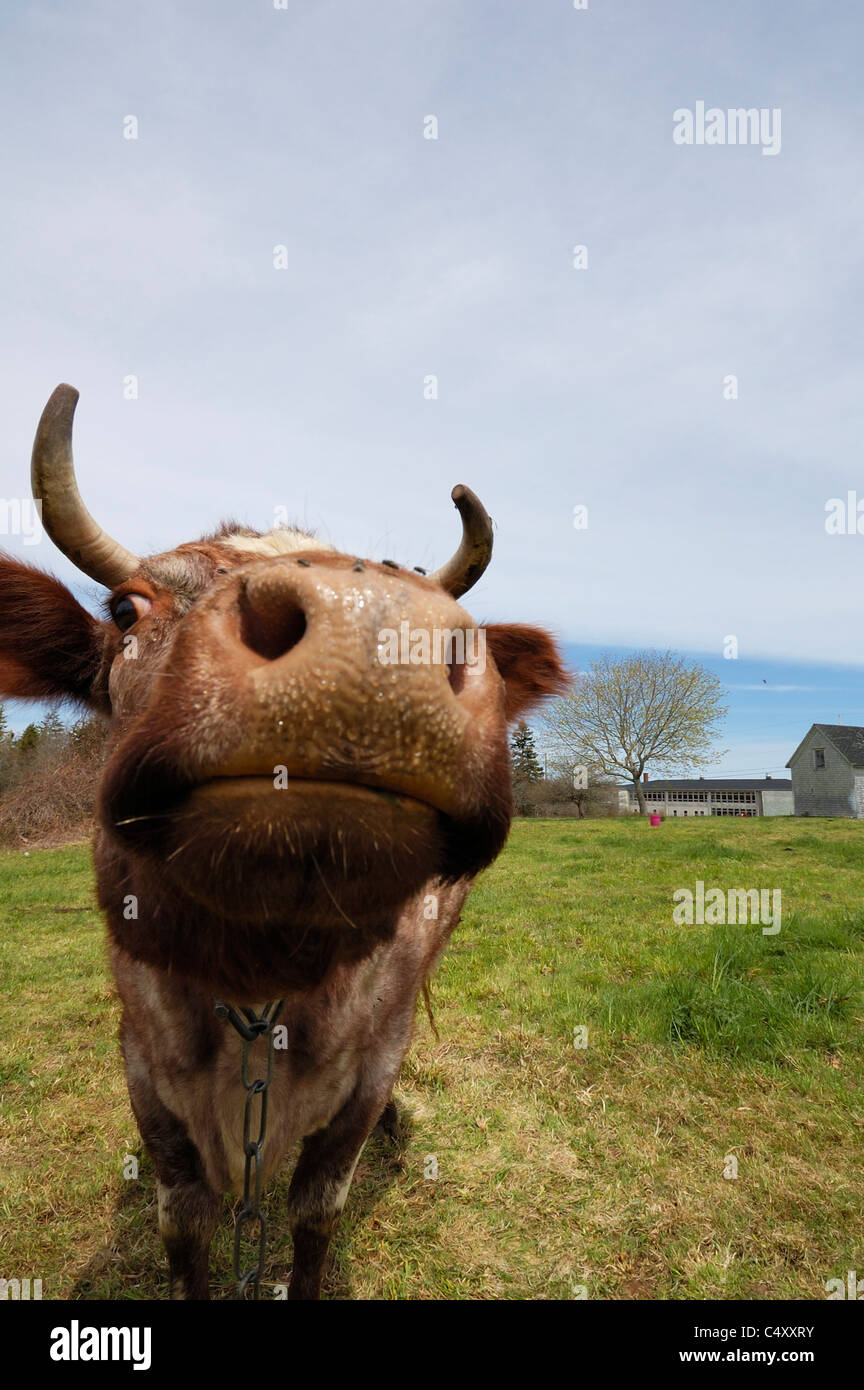 Closeup of cow showing large nose, comical pose and barn and field can ...