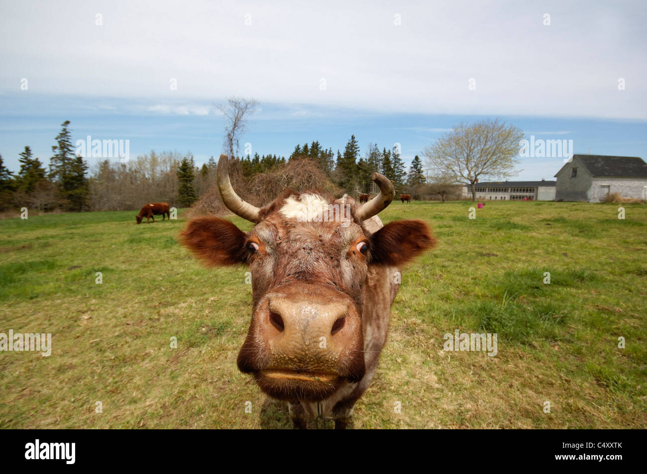 Closeup of cow showing large nose, comical pose and barn and field can ...