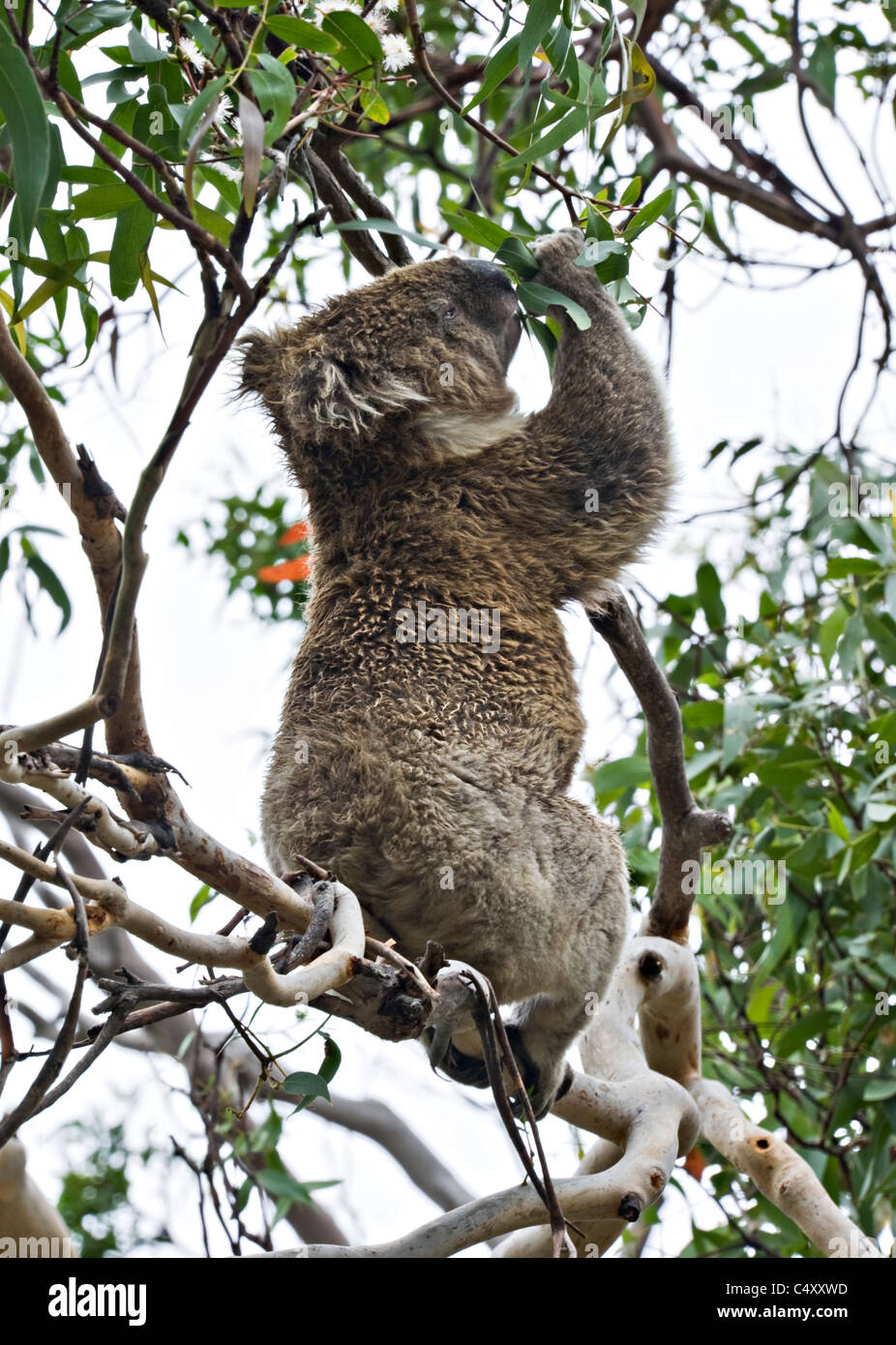 A Koala Bear Feeding on Eucalyptus Leaves in a Tree at Great Otway ...