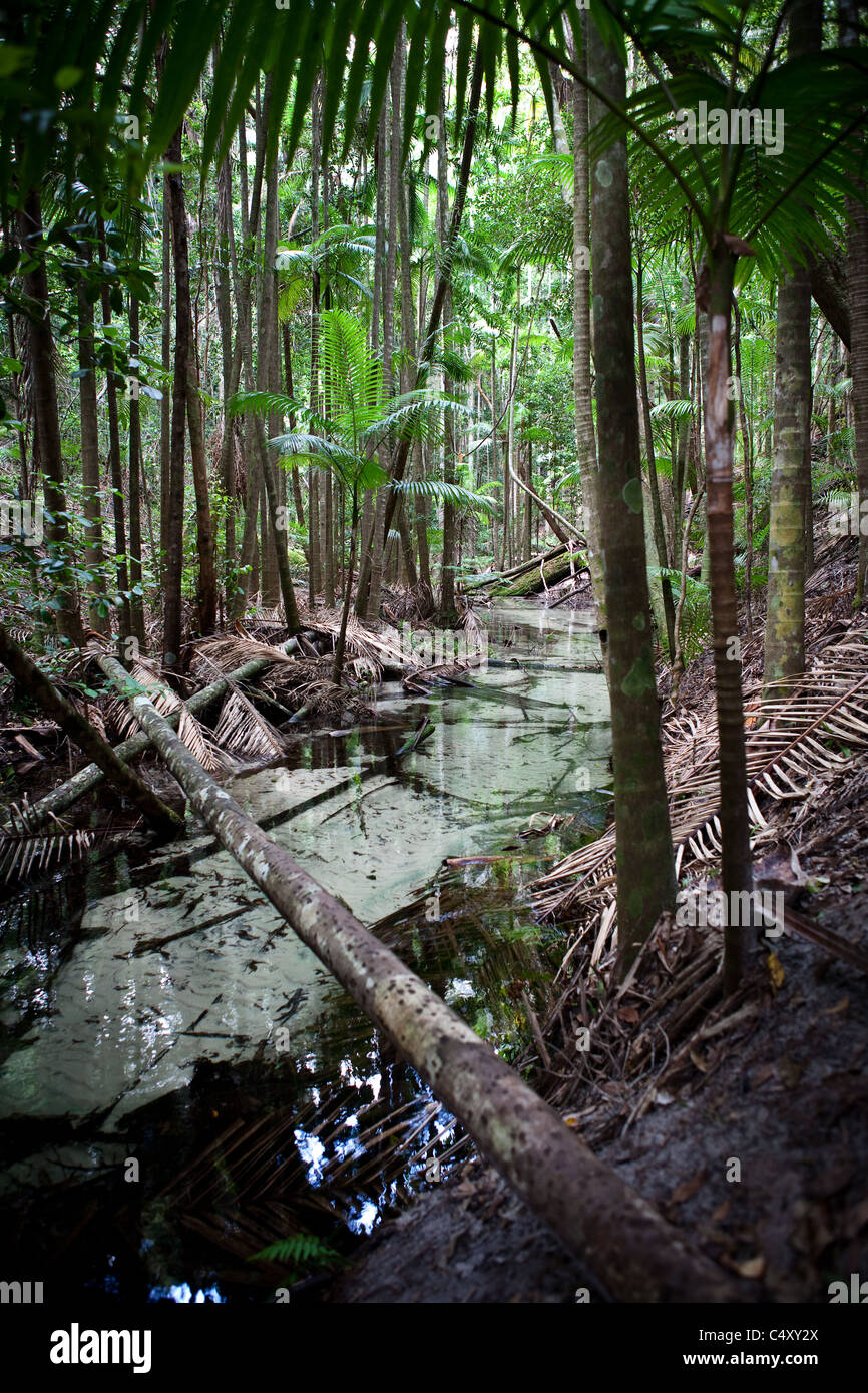 A log crossing a stream through the dense rainforest of Fraser Island ...