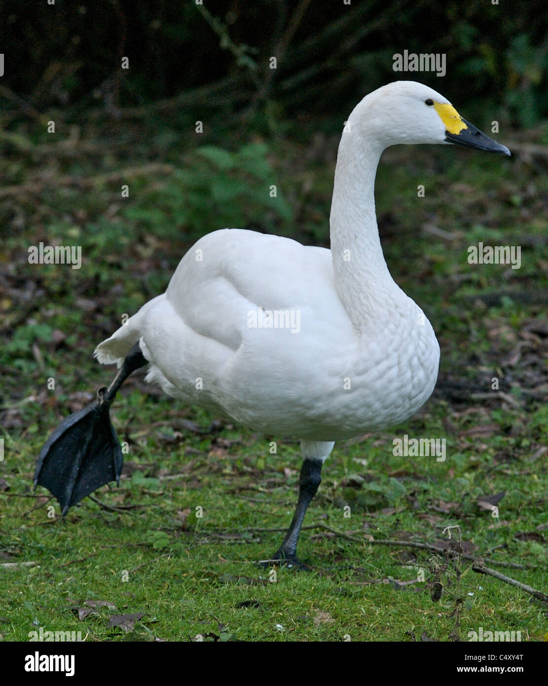 Swan service hi-res stock photography and images - Alamy