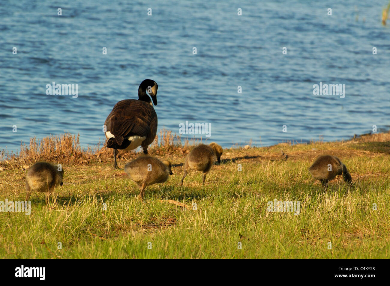 A Canada goose out for the day with her goslings close by Stock Photo ...