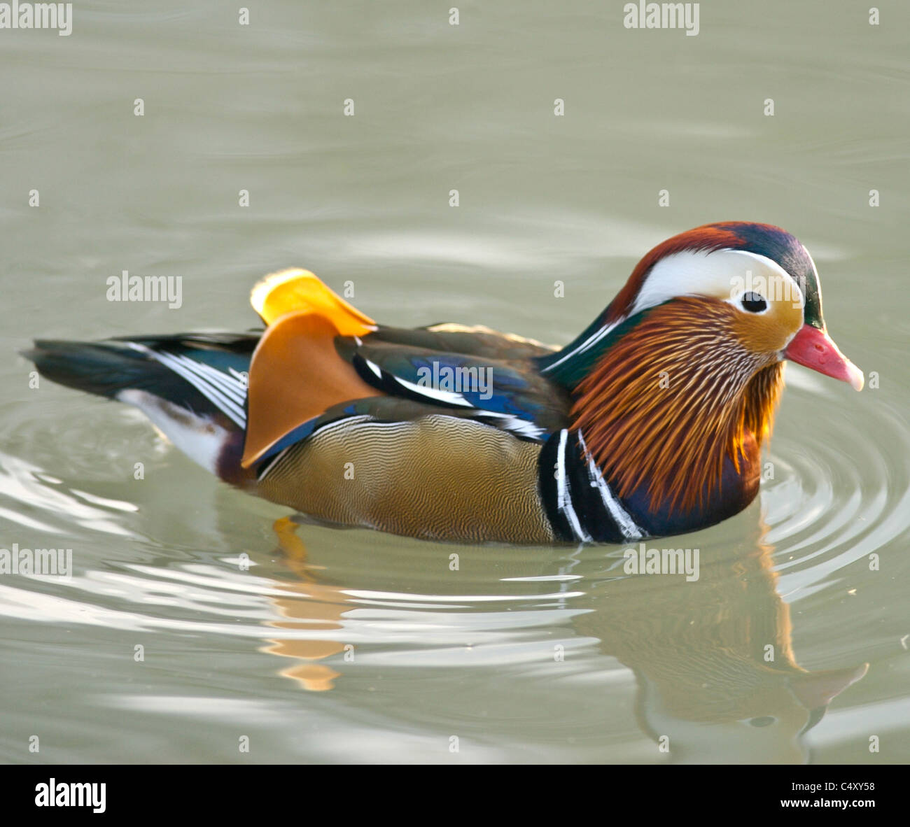 Mandarin duck (Aix galericulata) this is the male bird Stock Photo - Alamy