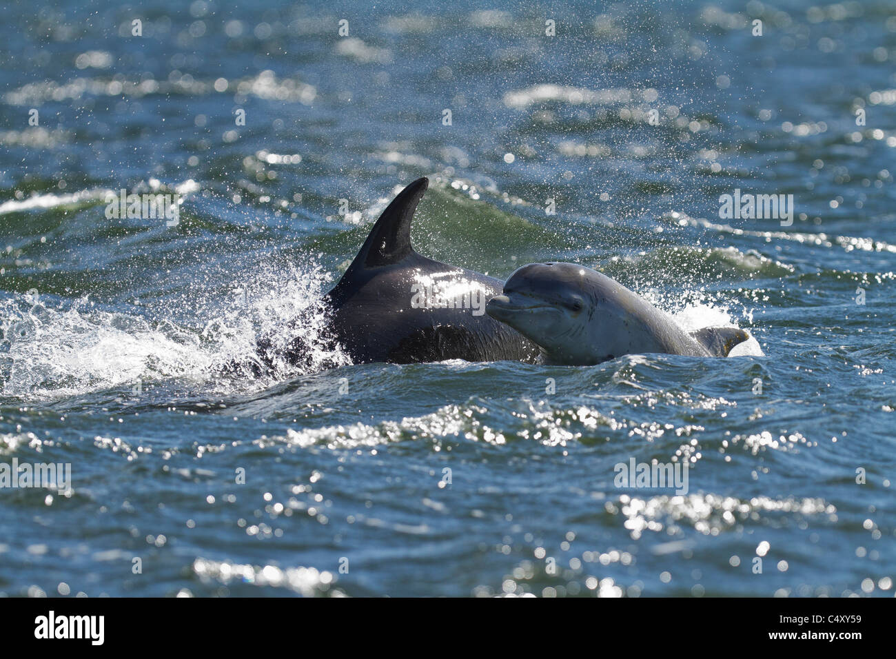 Dolphin Calf High Resolution Stock Photography and Images - Alamy