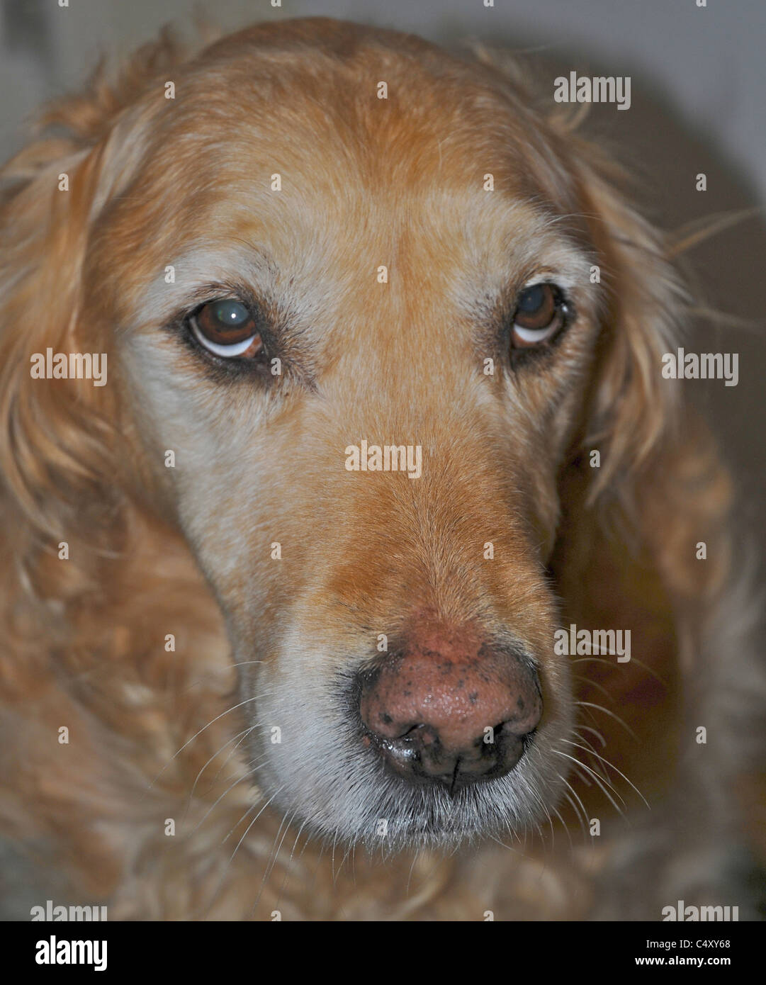 dog sad unhappy worried upset Stock Photo - Alamy