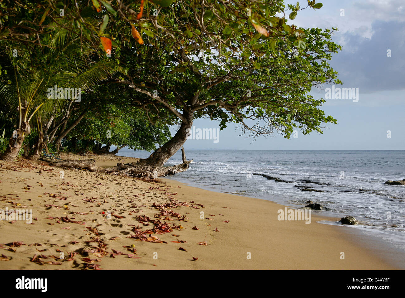 Puerto rico beaches caribbean hi-res stock photography and images - Alamy
