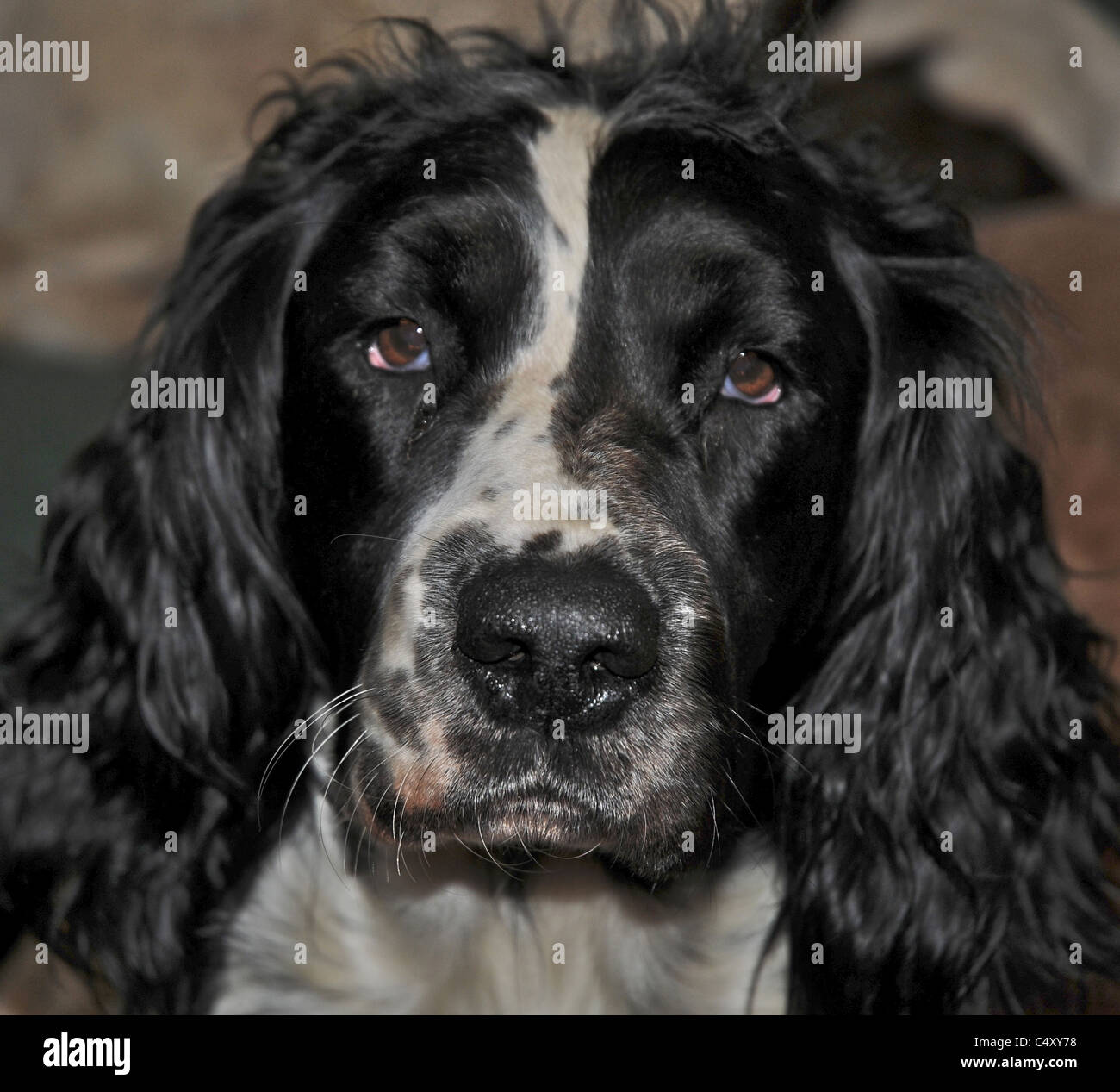 Upset dog hi-res stock photography and images - Alamy