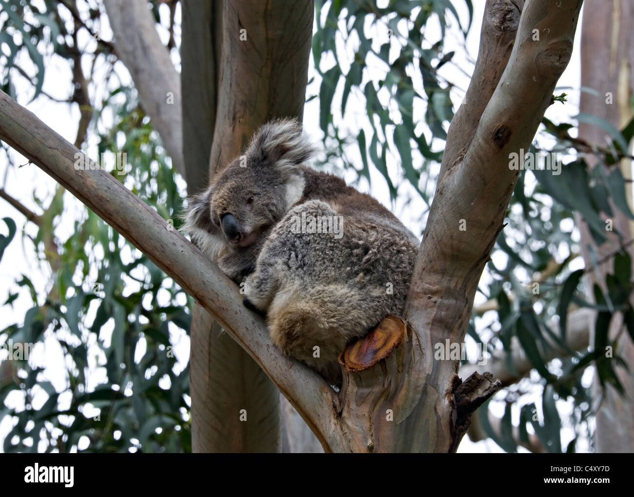 Kennet river great ocean road hi-res stock photography and images - Alamy