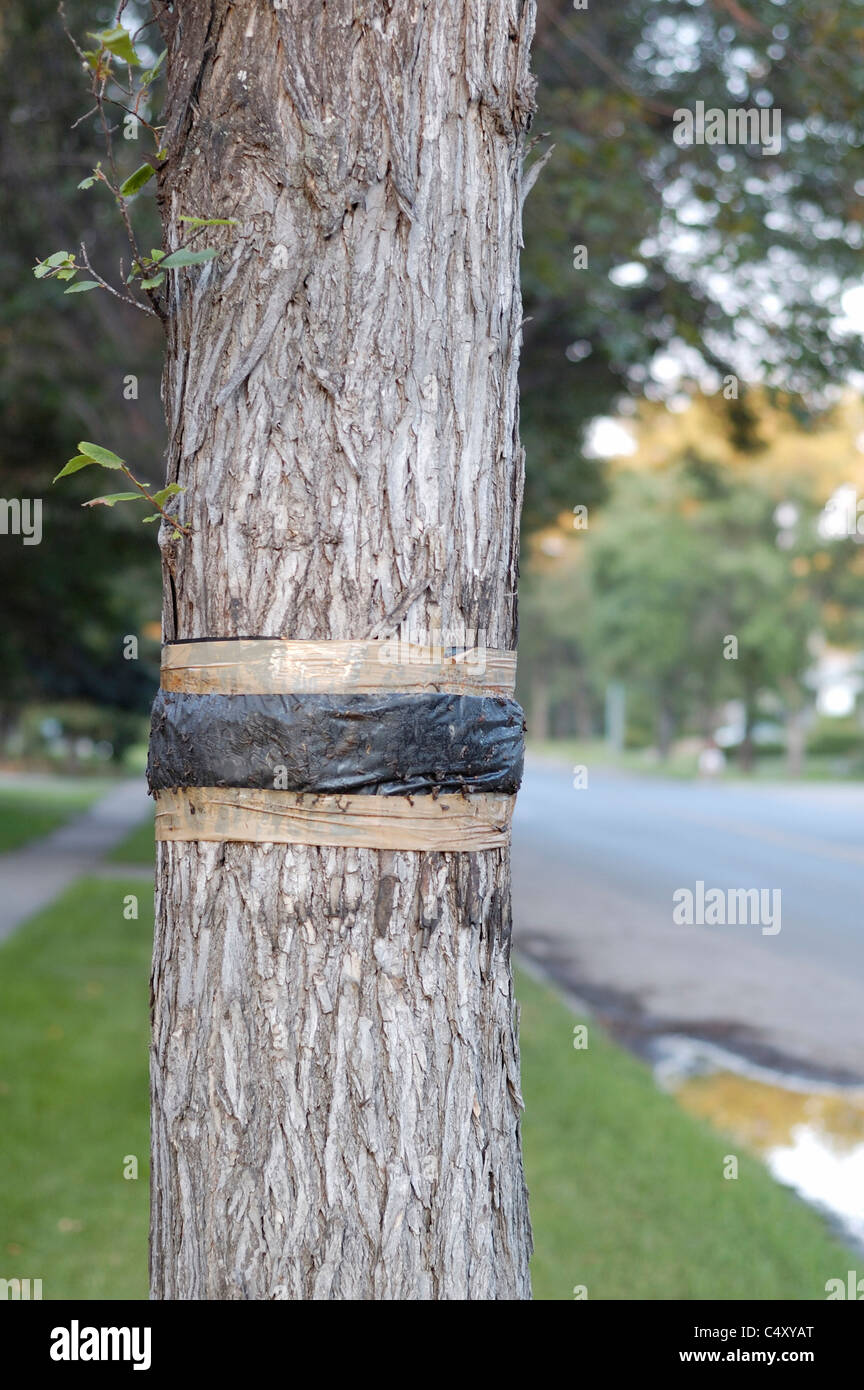 Bark beetle canada hi-res stock photography and images - Alamy