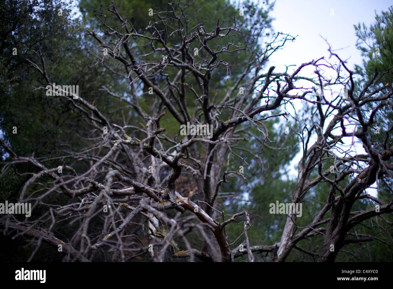 Majorca, Spain, Iberia, Island Stock Photo - Alamy