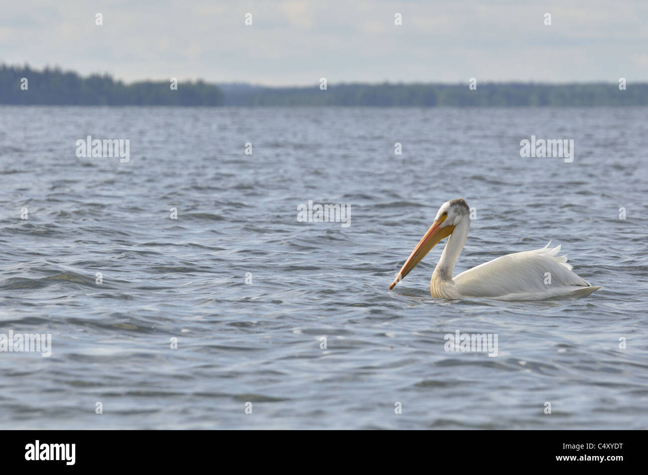 White Pelicans swimming through the water on Egg lake in northern ...