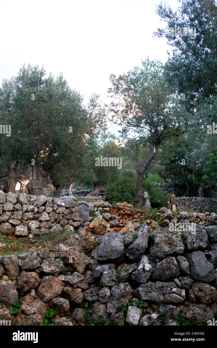 Majorca, Spain, Iberia, Island Stock Photo - Alamy