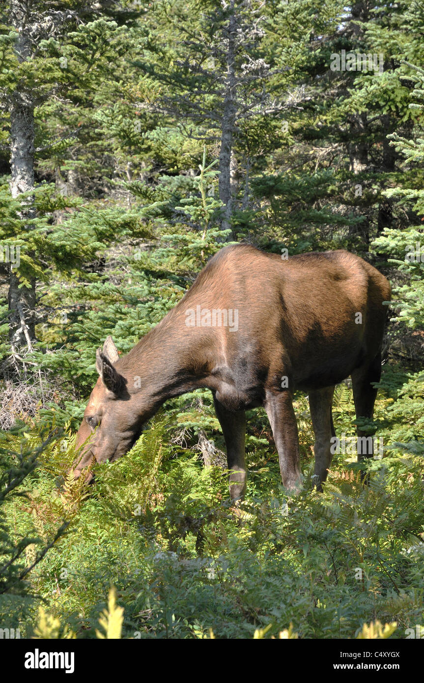 Female moose browsing female moose hi-res stock photography and images ...