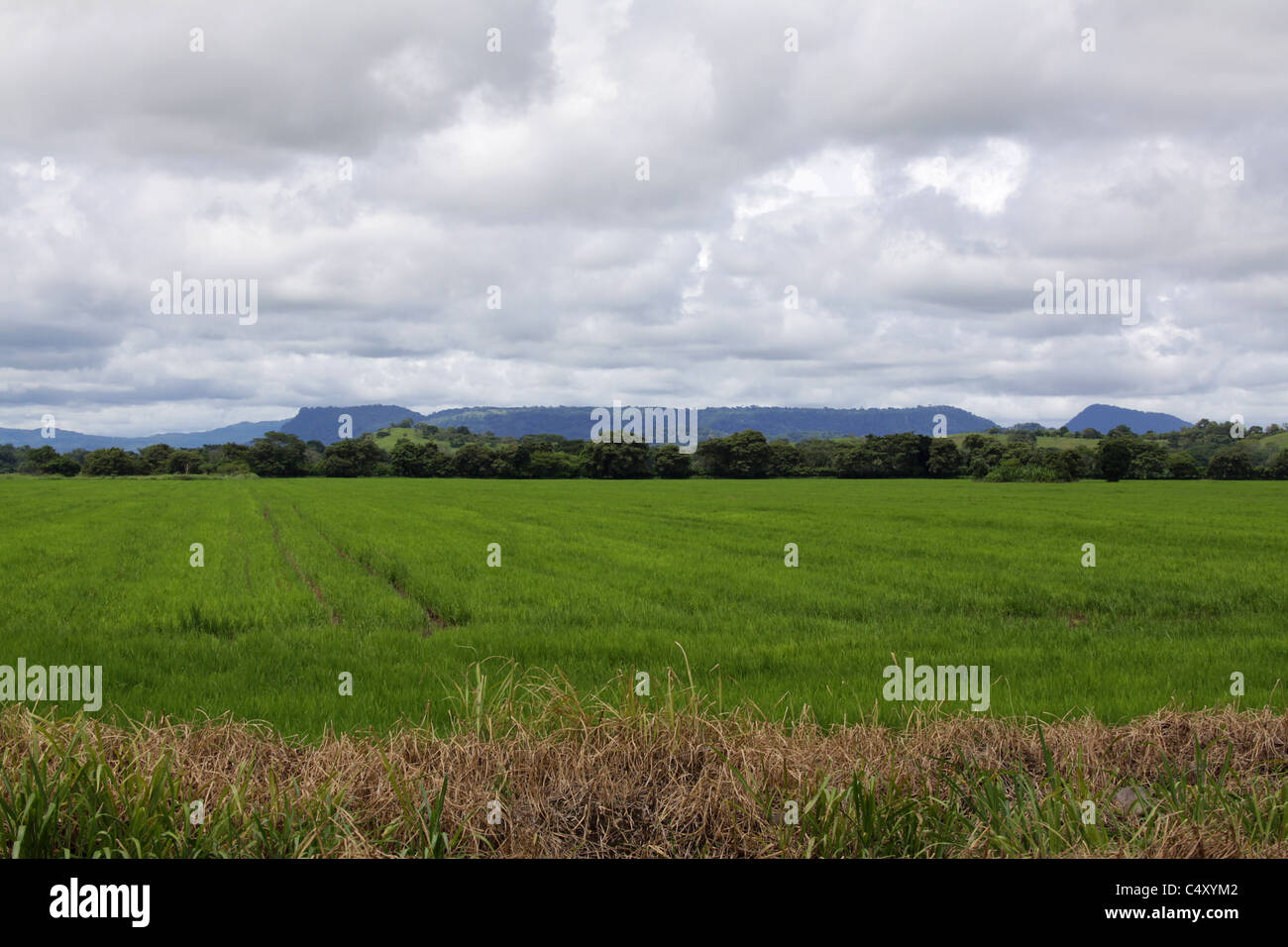 Farmlands in the highlands of Chiriqui, Panama Stock Photo - Alamy