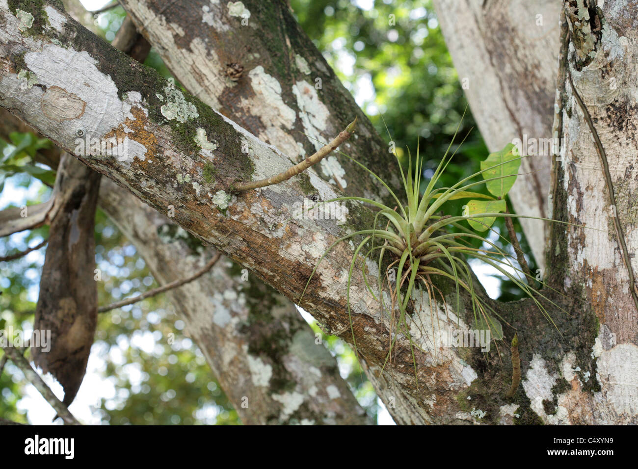 Epiphyte plant hi-res stock photography and images - Alamy